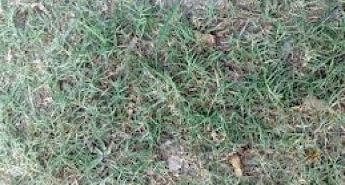 Dừng trồng cỏ Trung Quốc tại cao tốc Hà Nội - Lào Cai