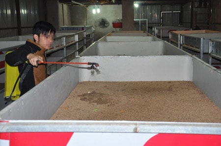 Bắc Ninh: Kinh hãi "mô hình" nuôi... gián đất!
