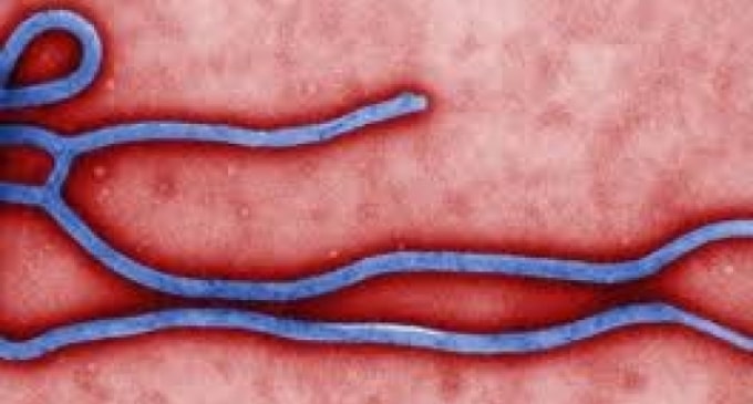 Sốt xuất huyết do vi rút Ebola nguy hiểm đến mức nào?