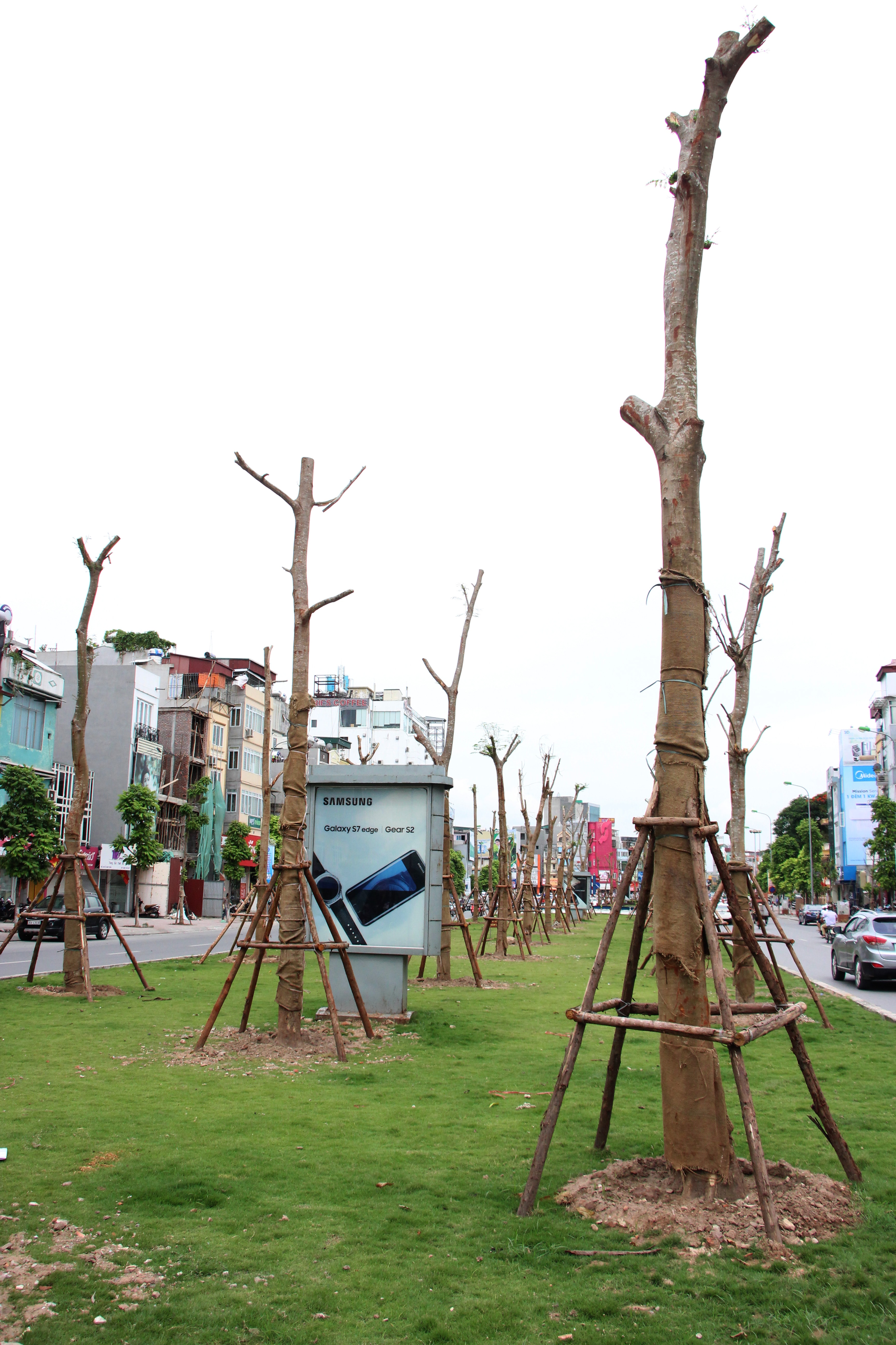 Hà Nội sắp có thêm nhiều tuyến phố hoa phượng đỏ