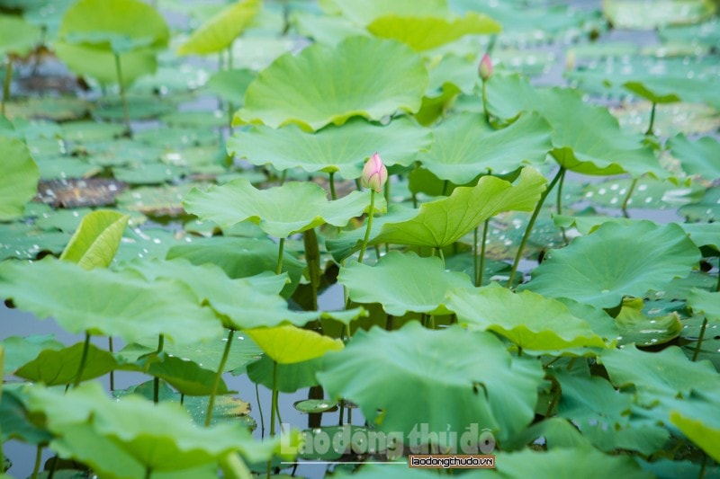 Nét đẹp Hồ Tây mùa sen nở