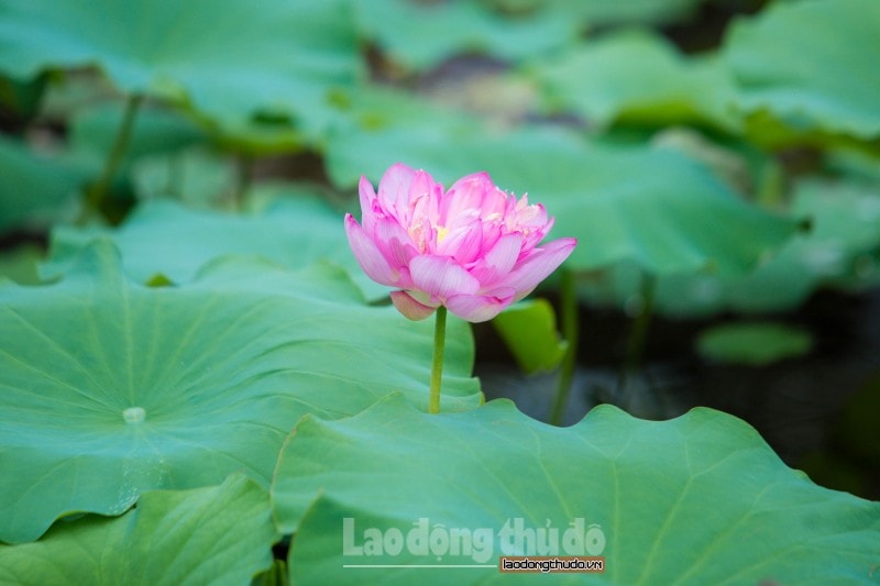 Nét đẹp Hồ Tây mùa sen nở