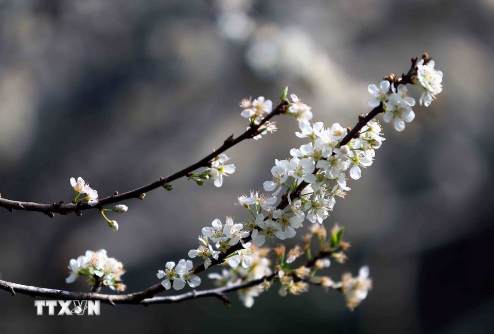 Hoa mận bung nở, phủ màu trắng tinh khôi lên núi rừng Tây Bắc