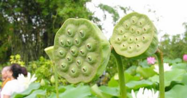 Những bài thuốc quý từ cây sen