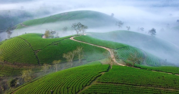 Vẻ đẹp riêng có của đồi chè Long Cốc