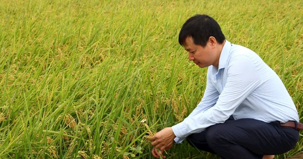 Toàn thành phố thu hoạch được 921,6ha lúa xuân