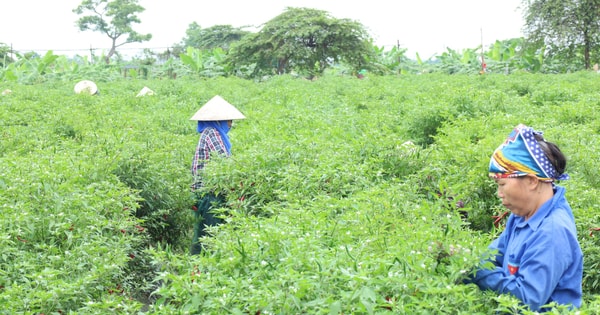Phúc Sơn không để ruộng hoang